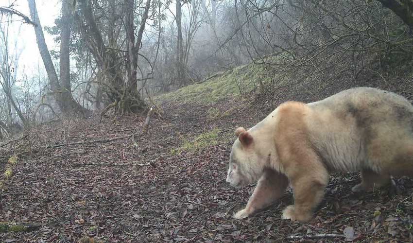 World's only albino panda video goes viral online | SAMAA TV