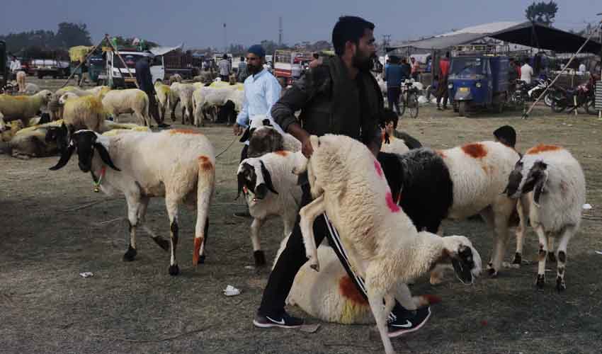 Eid-ul-Azha creates up to Rs750bn economic activity in Pakistan | SAMAA TV