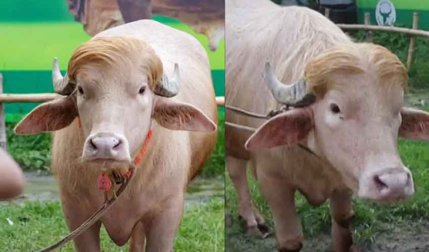 Viral ‘Trump buffalo' spared from Eid sacrifice | SAMAA TV